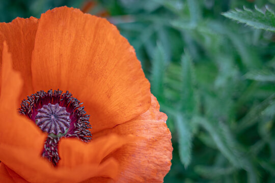 "Poppy Head" Bilder – Durchsuchen 1,825 Archivfotos, Vektorgrafiken und ...