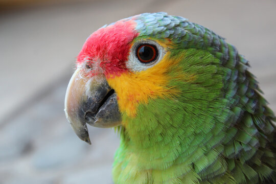 Parlotear Images – Browse 2 Stock Photos, Vectors, and Video | Adobe Stock