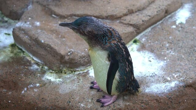 Eudyptula Images – Browse 418 Stock Photos, Vectors, and Video | Adobe ...