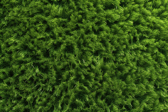 Meadow Plan View Images – Browse 5,565 Stock Photos, Vectors, and Video ...