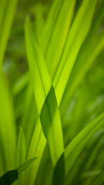 Solapar-Bilder: Stock-Fotos & -Videos. | Adobe Stock
