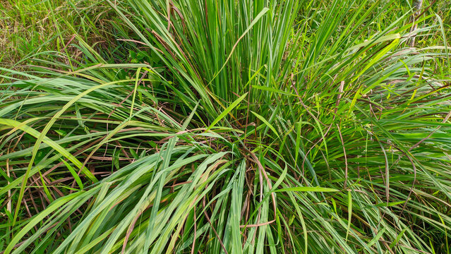 Citronella Grass