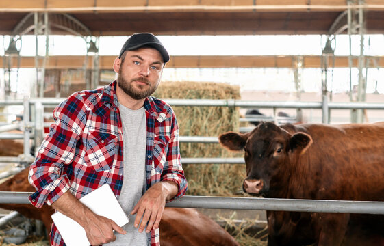 "Cow Barn" Bilder – Durchsuchen 43,423 Archivfotos, Vektorgrafiken und ...