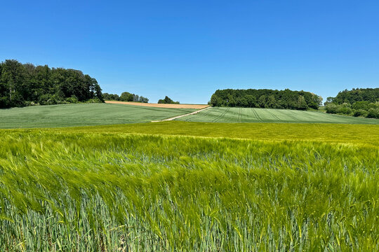 「Gerstenfeld」の写真素材 | 3,840件の無料イラスト画像 | Adobe Stock