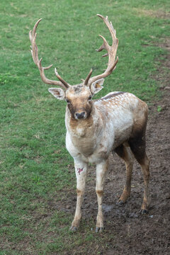 Musk-Hog Images – Browse 29 Stock Photos, Vectors, and Video | Adobe Stock