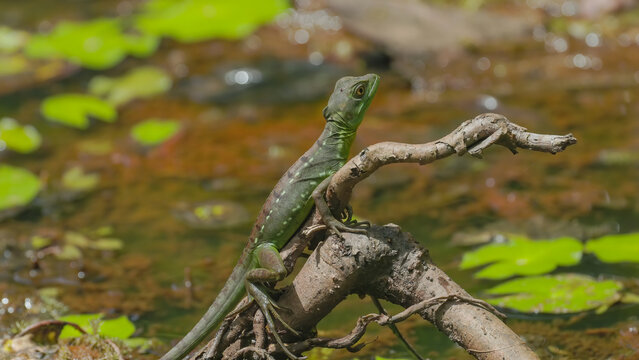 Female Jesus Christ Lizard