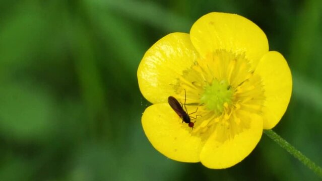 Imágenes de Kwiecie: descubre bancos de fotos, ilustraciones, vectores y vídeos de 513 | Adobe Stock