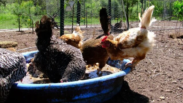 "Chicken Feed" Images – Browse 6,153 Stock Photos, Vectors, and Video ...