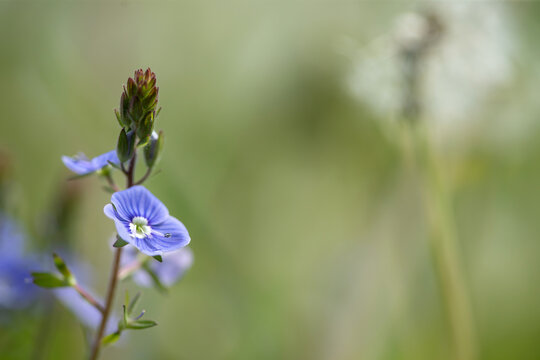 Forget-Me-Not Branch Images – Browse 6,039 Stock Photos, Vectors, and ...