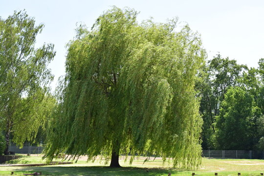 "Park Tree" Images – Browse 579 Stock Photos, Vectors, and Video ...