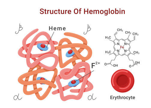 Hemoglobin