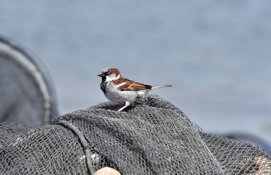 "Sparrow Bird" Images – Browse 596 Stock Photos, Vectors, and Video ...