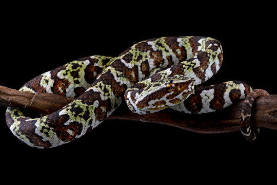 "Viper Head" Images – Browse 38 Stock Photos, Vectors, and Video ...