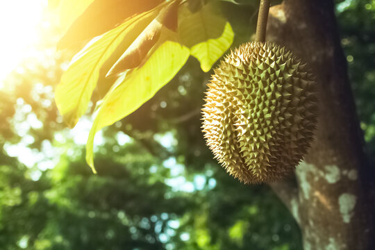 "Durian Tree" Imagens – Procure 48,657 fotos, vetores e vídeos | Adobe ...