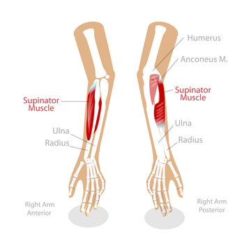 Supinator And Anconeus