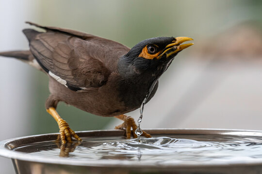 "Bird Drinking Water" Images – Browse 110 Stock Photos, Vectors, and ...