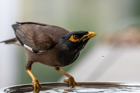 "Talking Myna"-Bilder: Stock-Fotos & -Videos. | Adobe Stock