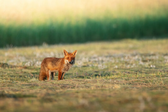 รูปภาพ"Fuchs – เลือกดูภาพถ่ายสต็อก เวกเตอร์ และวิดีโอ18,937 | Adobe Stock