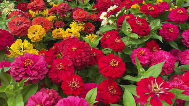 Cynia Images – Browse 734 Stock Photos, Vectors, and Video | Adobe Stock