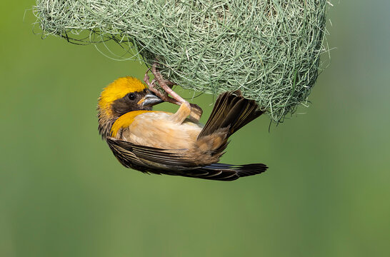 Baya Weaver"」の写真素材 | 3,901件の無料イラスト画像 | Adobe Stock