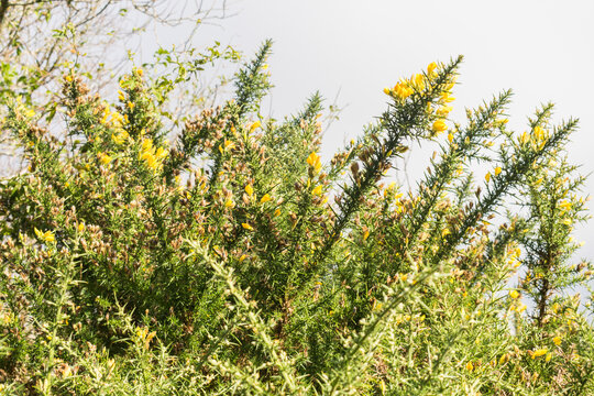 「Tojo」の写真素材 | 240件の無料イラスト画像 | Adobe Stock