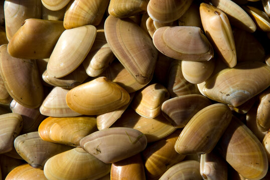 Tellina Images – Browse 134 Stock Photos, Vectors, and Video | Adobe Stock