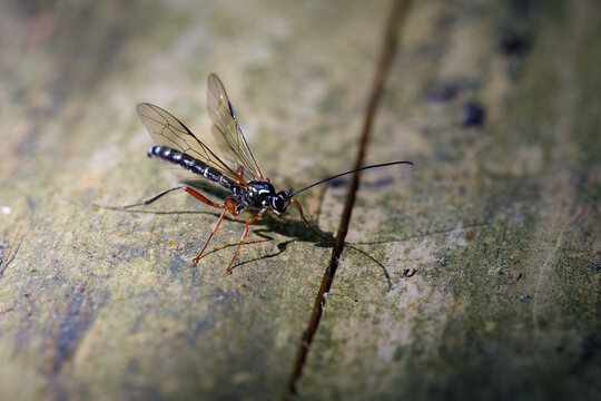 Scorpion Tailed Wasp