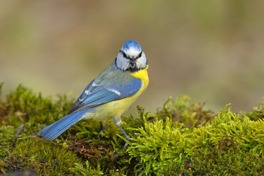 Modraszka bilder – Bläddra bland 464 stockfoton, vektorer och videor ...
