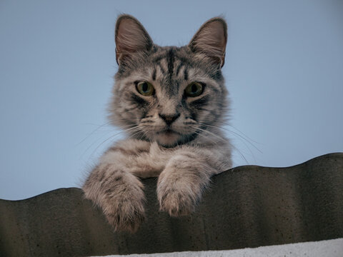 Bigote Images – Browse 7,945 Stock Photos, Vectors, and Video | Adobe Stock