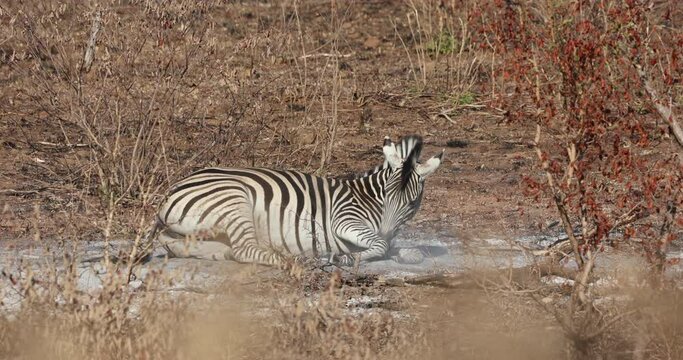 Imfolozi Images – Parcourir 1,827 le catalogue de photos, vecteurs et ...