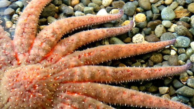 "Starfish On Beach" Images – Browse 1,007 Stock Photos, Vectors, and ...
