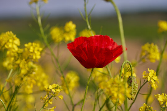 "Poppy Straw" Bilder – Durchsuchen 1,122 Archivfotos, Vektorgrafiken ...