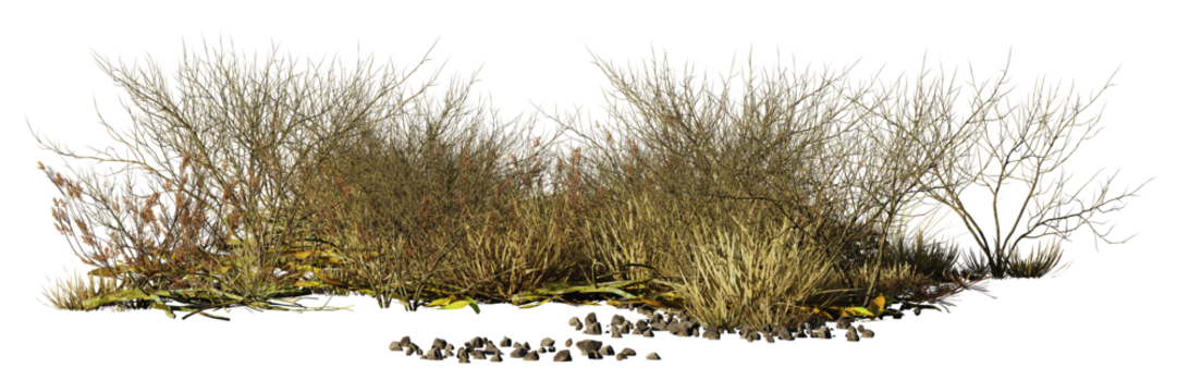 Desert Shrub Png
