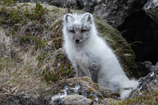 Stef photos, images, assets | Adobe Stock
