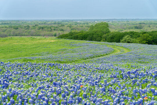 "Texas Bluebonnets" Images – Browse 728 Stock Photos, Vectors, and ...