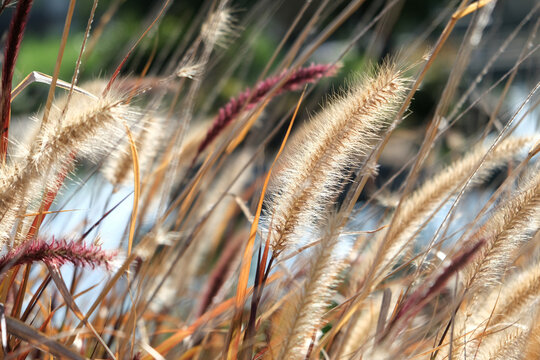 "Spear Grass" Imagens – Procure 787 fotos, vetores e vídeos | Adobe Stock
