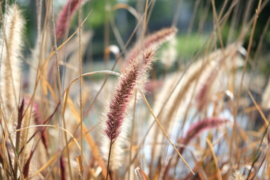 "Spear Grass"-Bilder: Stock-Fotos & -Videos. | Adobe Stock