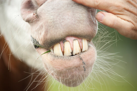 "American Quarter Horse" Images – Browse 7,288 Stock Photos, Vectors ...