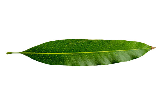 "Mango Leaf" Imagens – Procure 1,863 fotos, vetores e vídeos | Adobe Stock