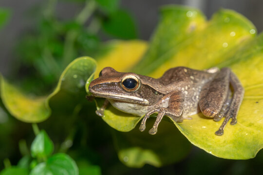 "Striped Tree Frog" Images – Browse 231 Stock Photos, Vectors, and ...