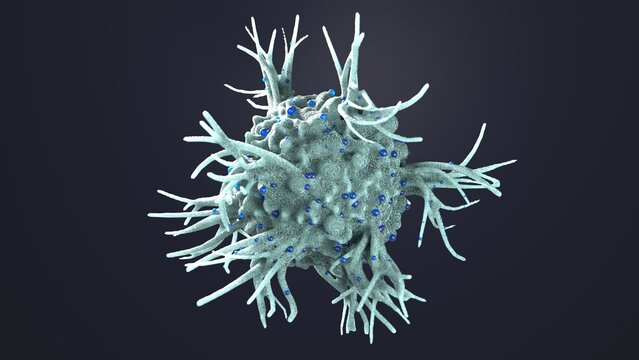 Antigen Presenting Cells Microscope