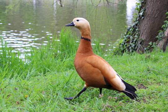 Rostgans Images – Browse 237 Stock Photos, Vectors, and Video | Adobe Stock