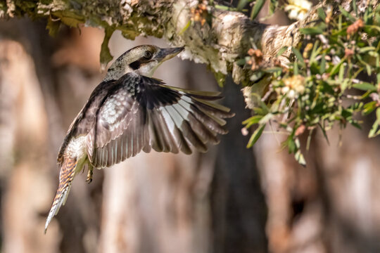 Kookaburra Flying Images – Browse 11,511 Stock Photos, Vectors, and ...