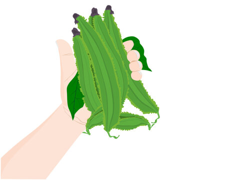 Sigarilyas Clipart Of Flowers