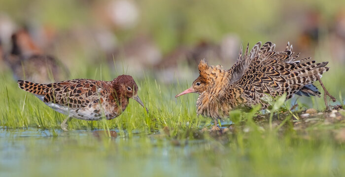 Brushane bilder – Bläddra bland 4,883 stockfoton, vektorer och videor ...