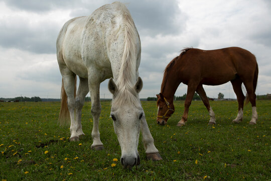 Hoarse bilder – Bläddra bland 42,154 stockfoton, vektorer och videor ...