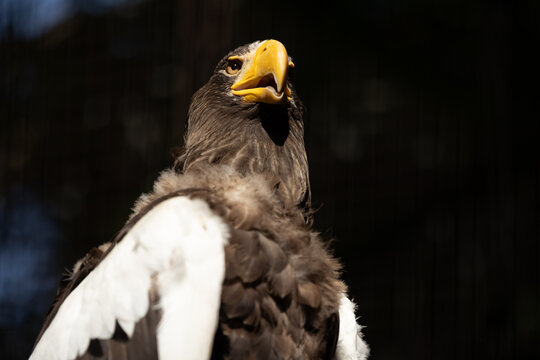 精悍 Images – Browse 878 Stock Photos, Vectors, and Video | Adobe Stock