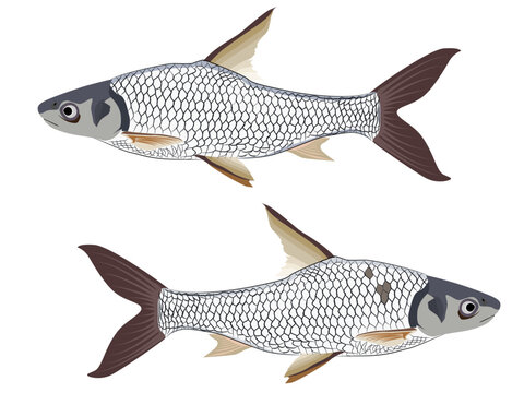 Enoplos Images – Browse 4 Stock Photos, Vectors, and Video | Adobe Stock