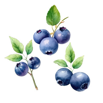 "Blueberry Graphic" Images – Browse 32 Stock Photos, Vectors, and Video ...