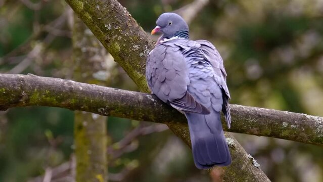 "Forest Pigeon" Billeder – Gennemse 106 stockfotos, vektorer og videoer ...